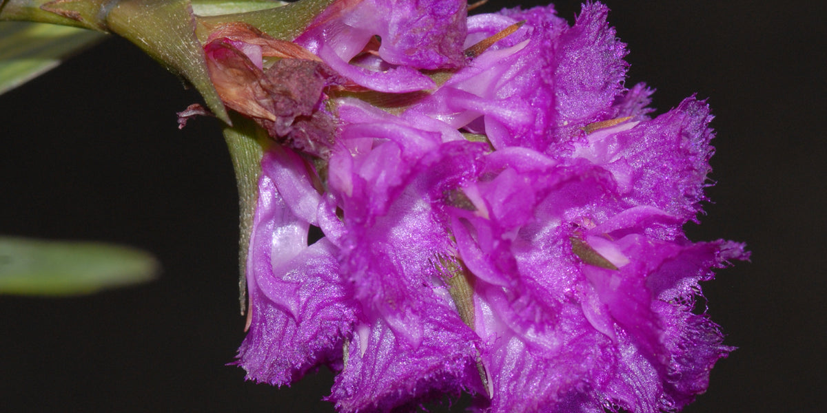Elleanthus — Ecuagenera USA Corp