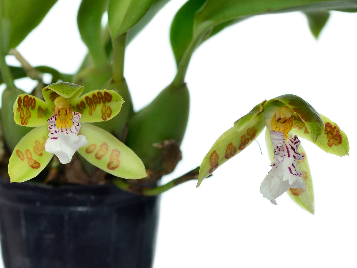 Helcia — Ecuagenera USA Corp