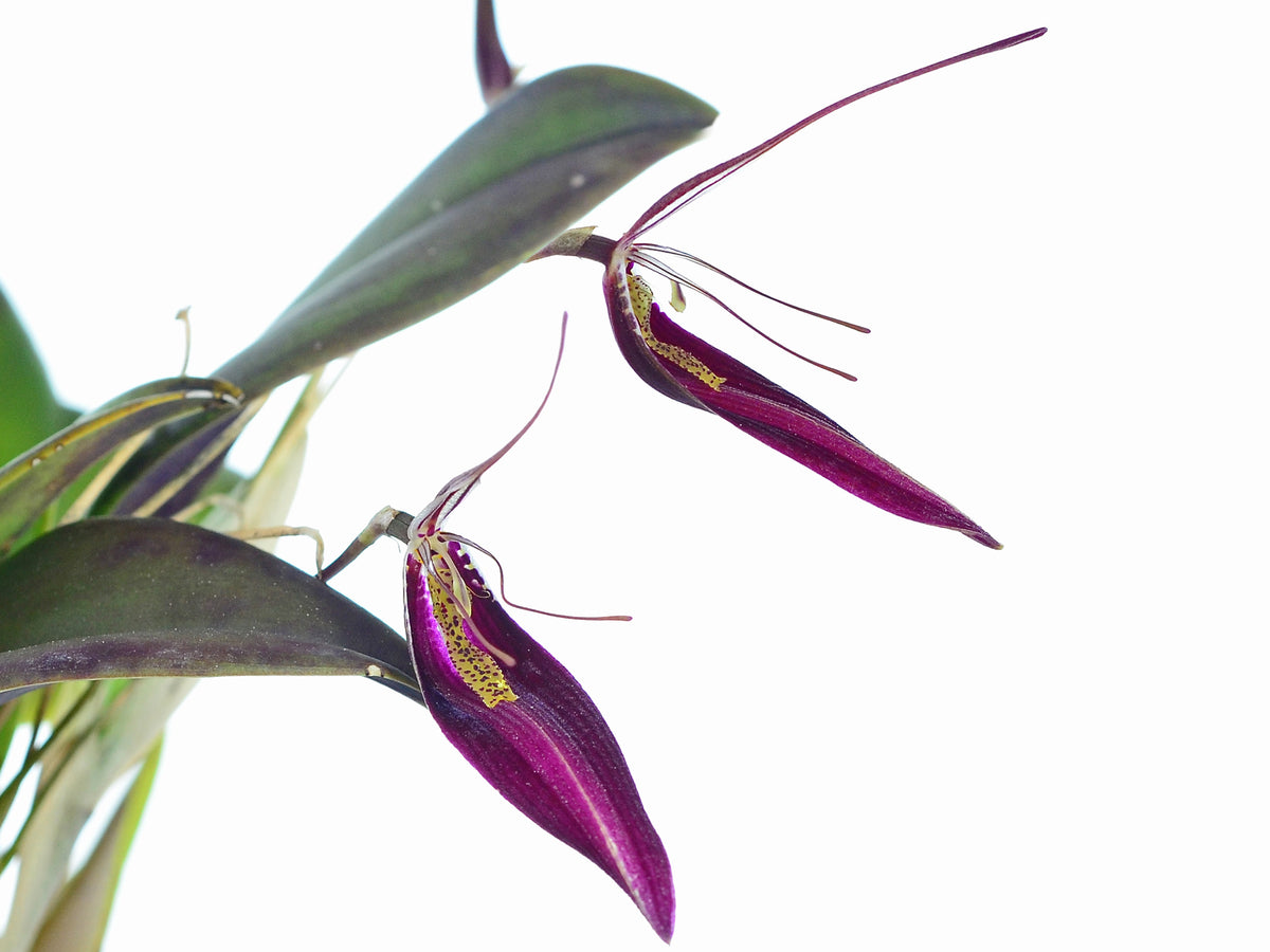 Restrepia — Ecuagenera USA Corp