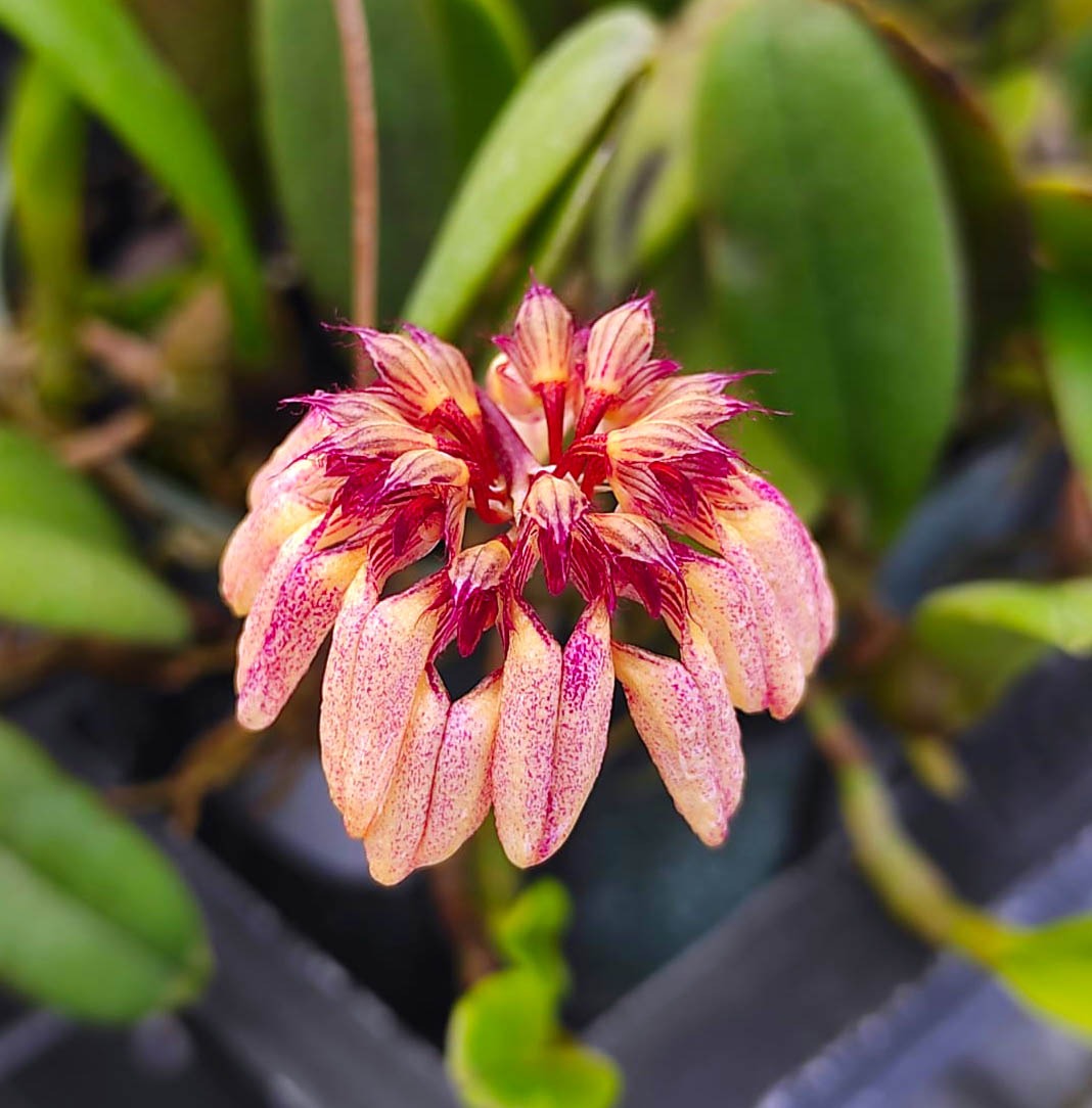 Bulbophyllum roxburghii — Ecuagenera USA Corp
