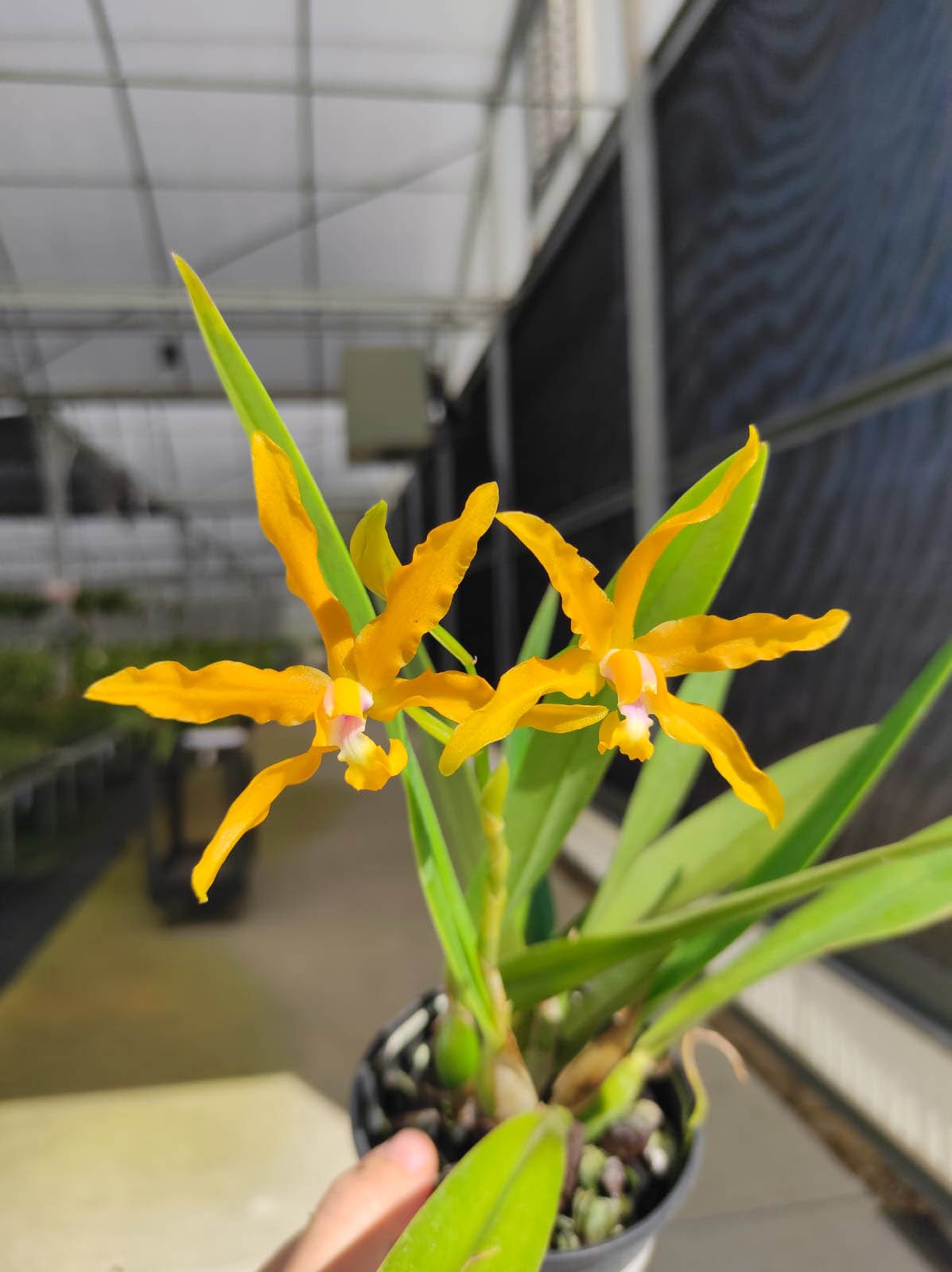 Laeliocattleya Ross Otto - Commemorative Hybrid Orchid — Ecuagenera USA ...