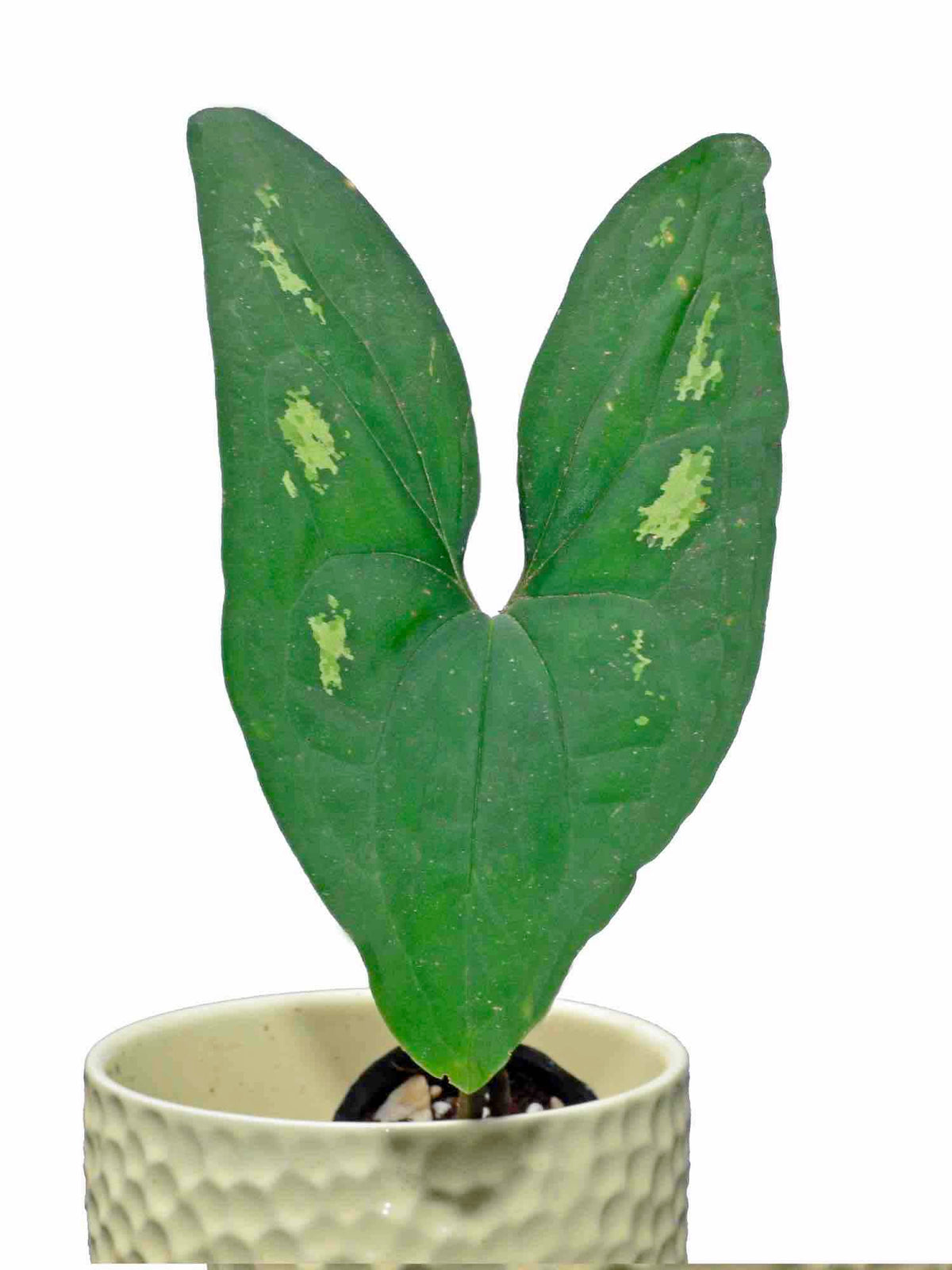 Ulearum donburnsii — Ecuagenera USA Corp