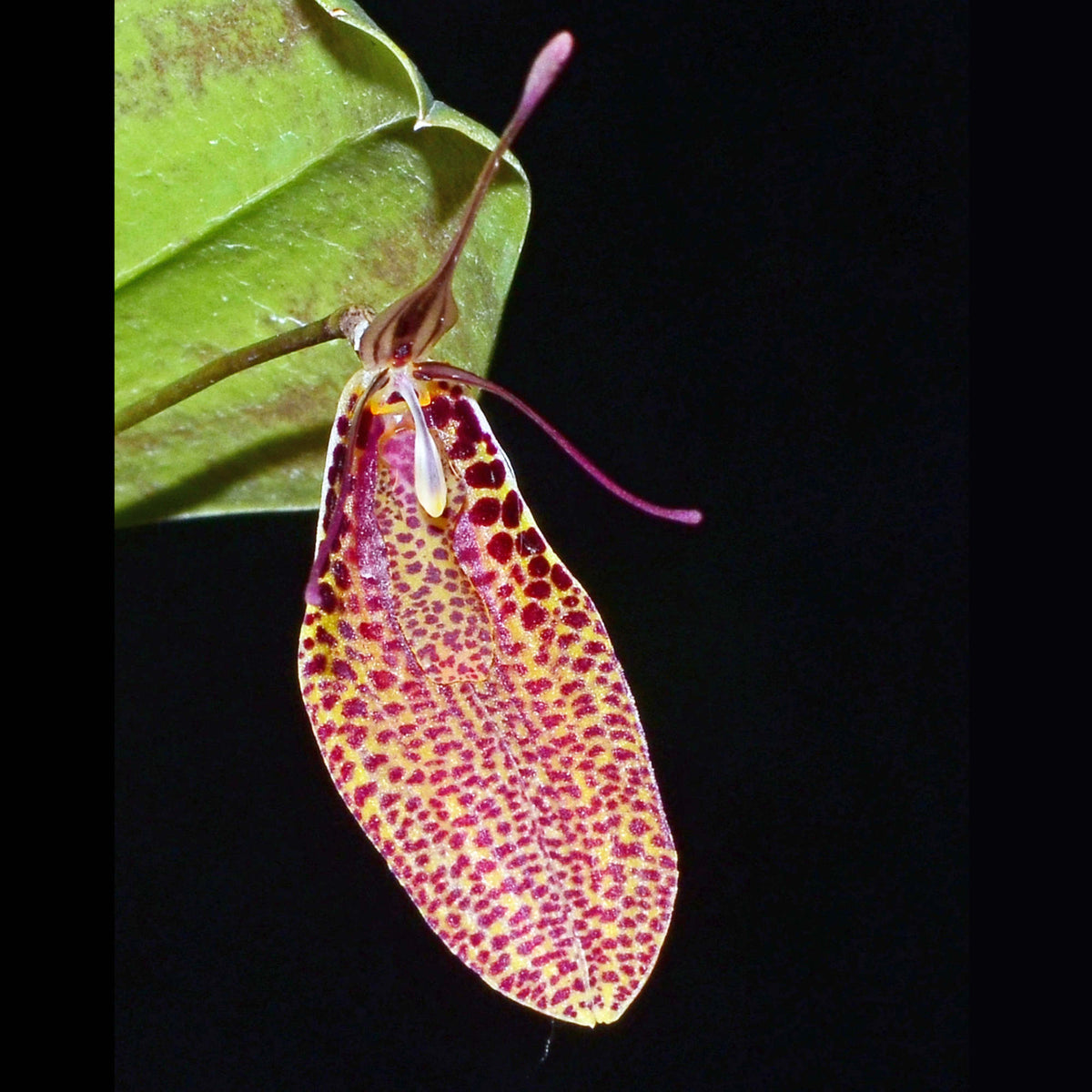 Restrepia sanguinea 'Ecuagenera' 001461 — Ecuagenera USA Corp
