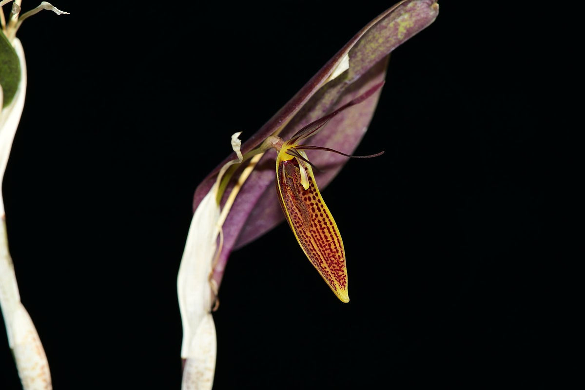 Restrepia falkenbergii — Ecuagenera USA Corp