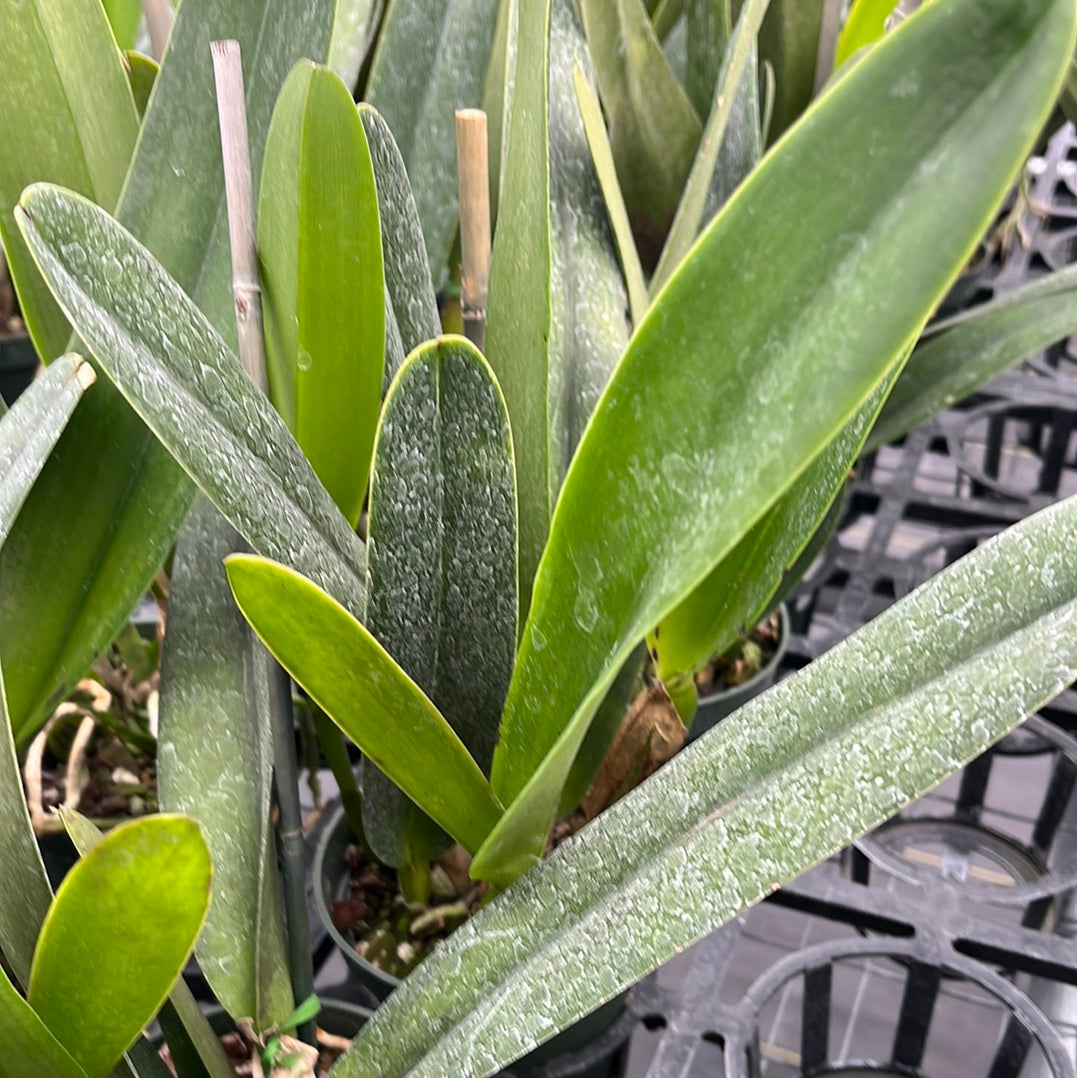 Laelia purpurata uba tuba x Rubra Canaver #14 Budny X Sanguinea 105 ...