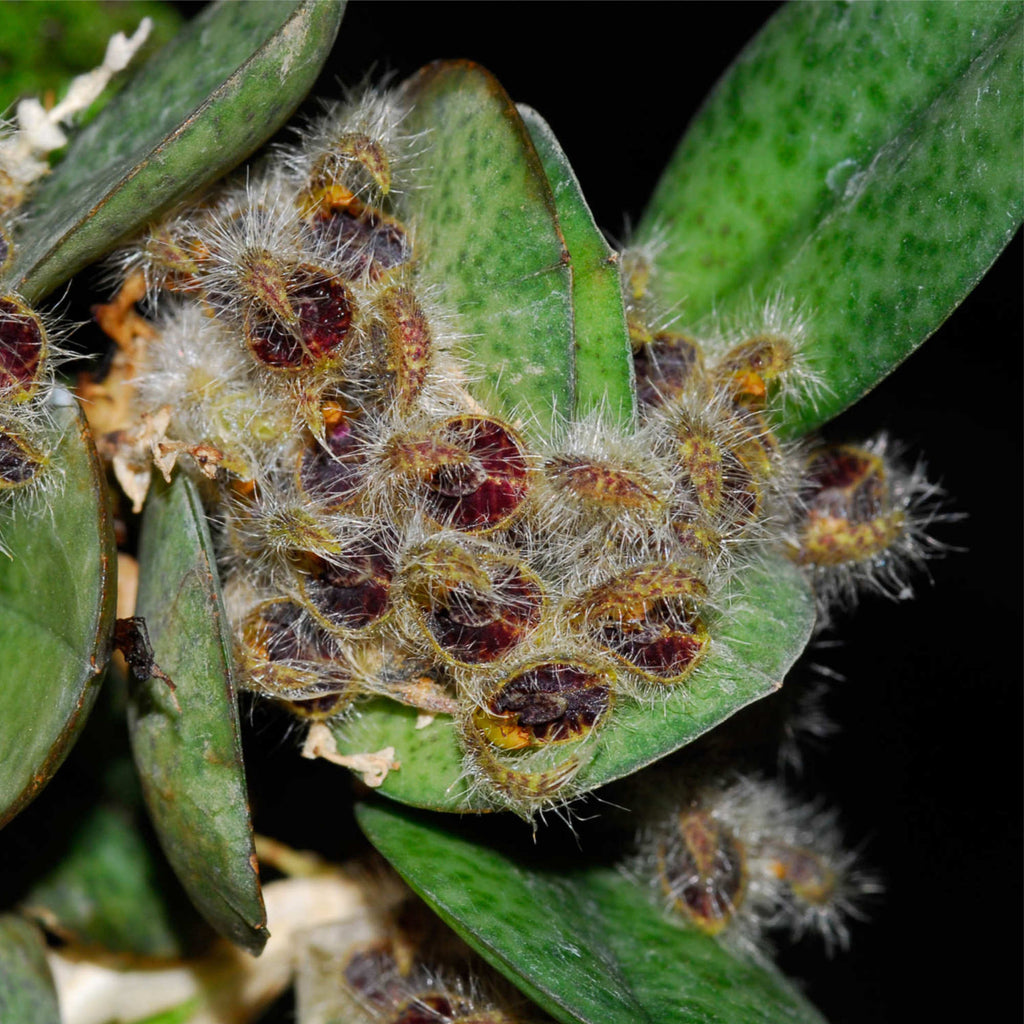 Catalog — Ecuagenera USA Corp