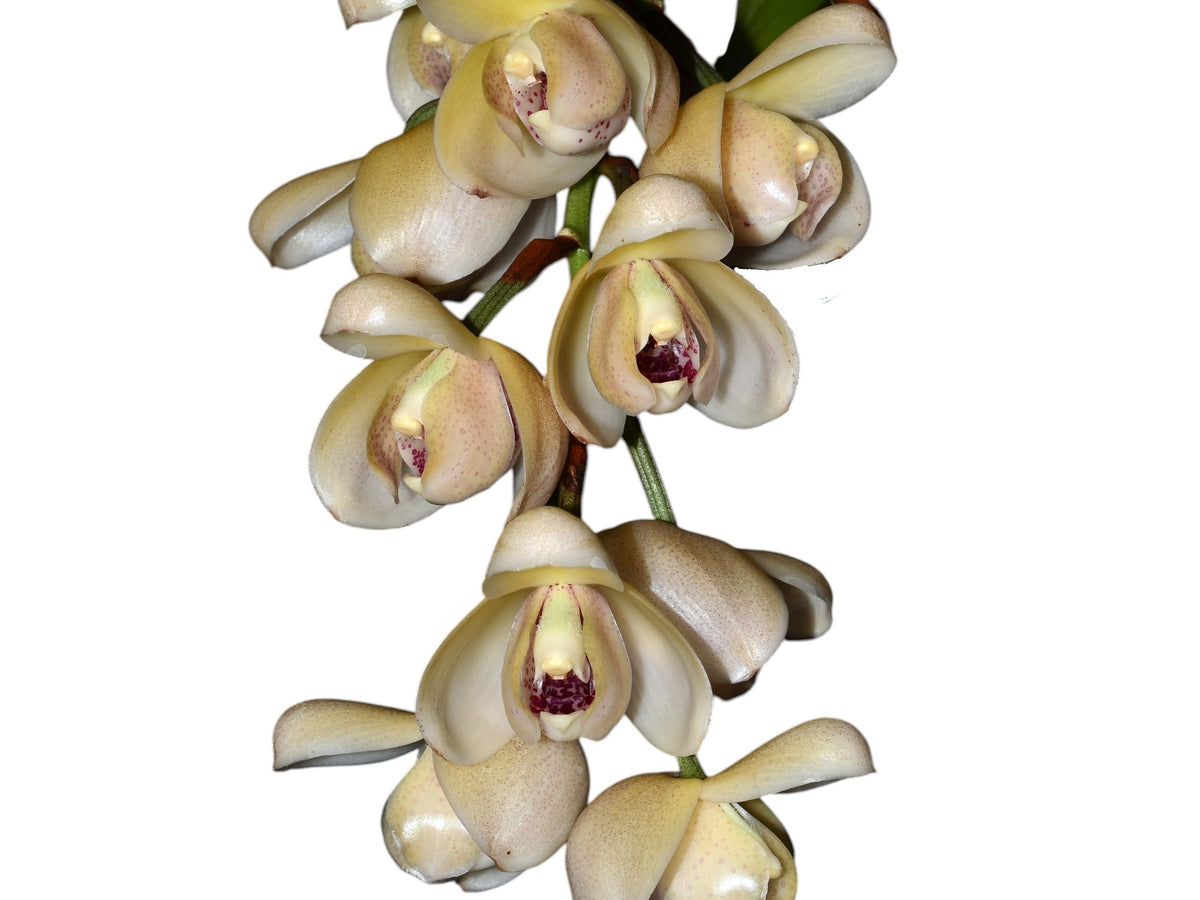 Acineta hrubyana — Ecuagenera USA Corp