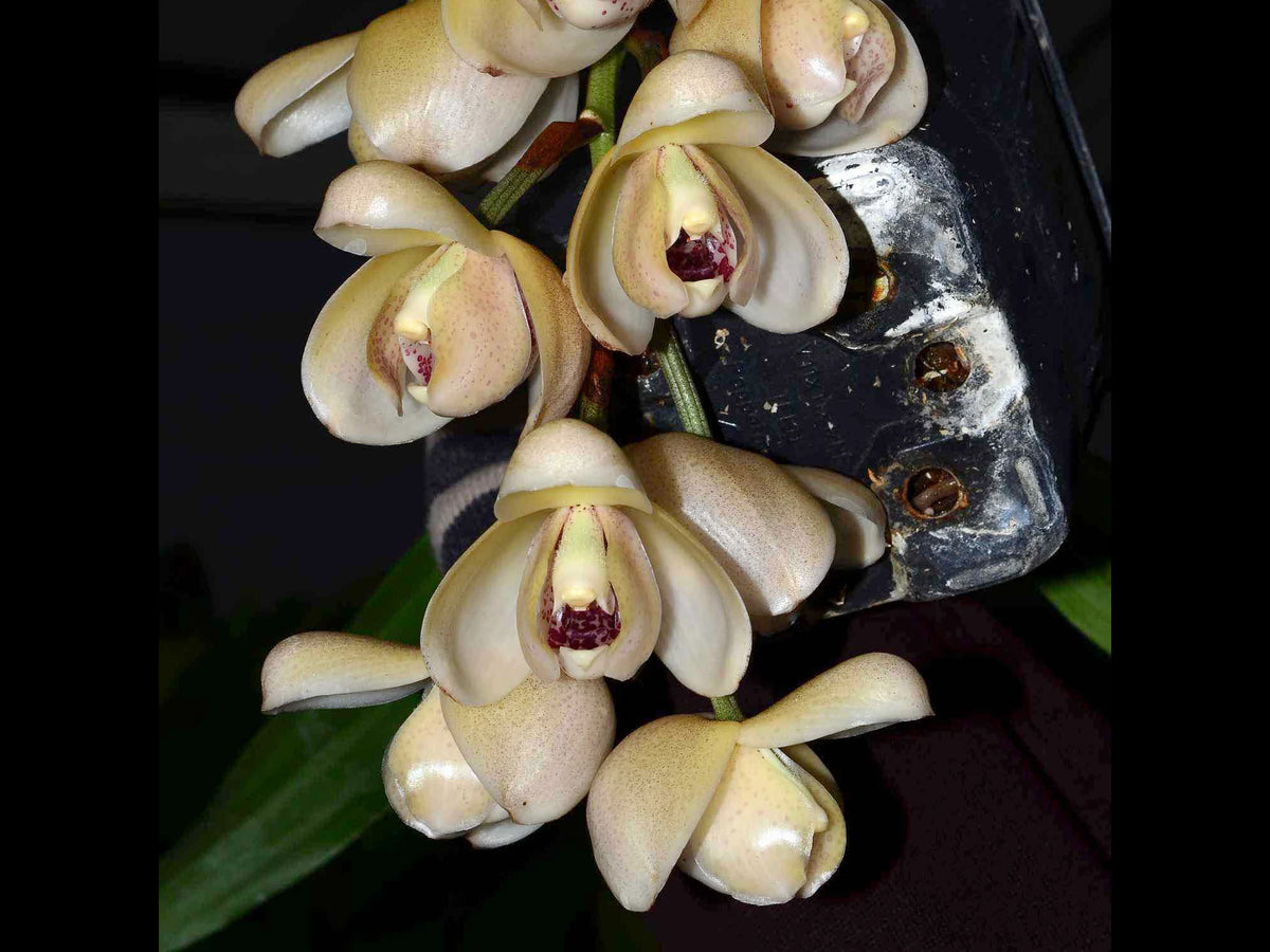 Acineta hrubyana — Ecuagenera USA Corp