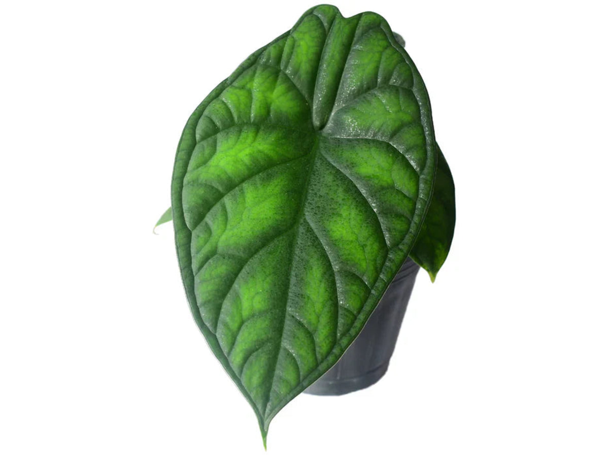 Alocasia Aegis - Textured Shield-Like Tropical Plant | Ecuagenera USA ...