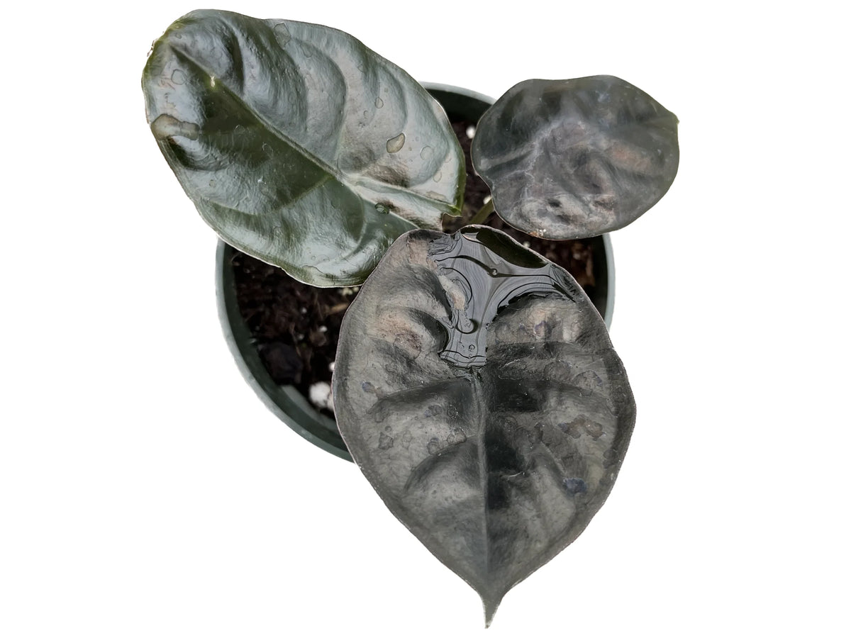 Alocasia Infernalis 'Kapit' Seedling - Rare Silvery Tropical Plant ...