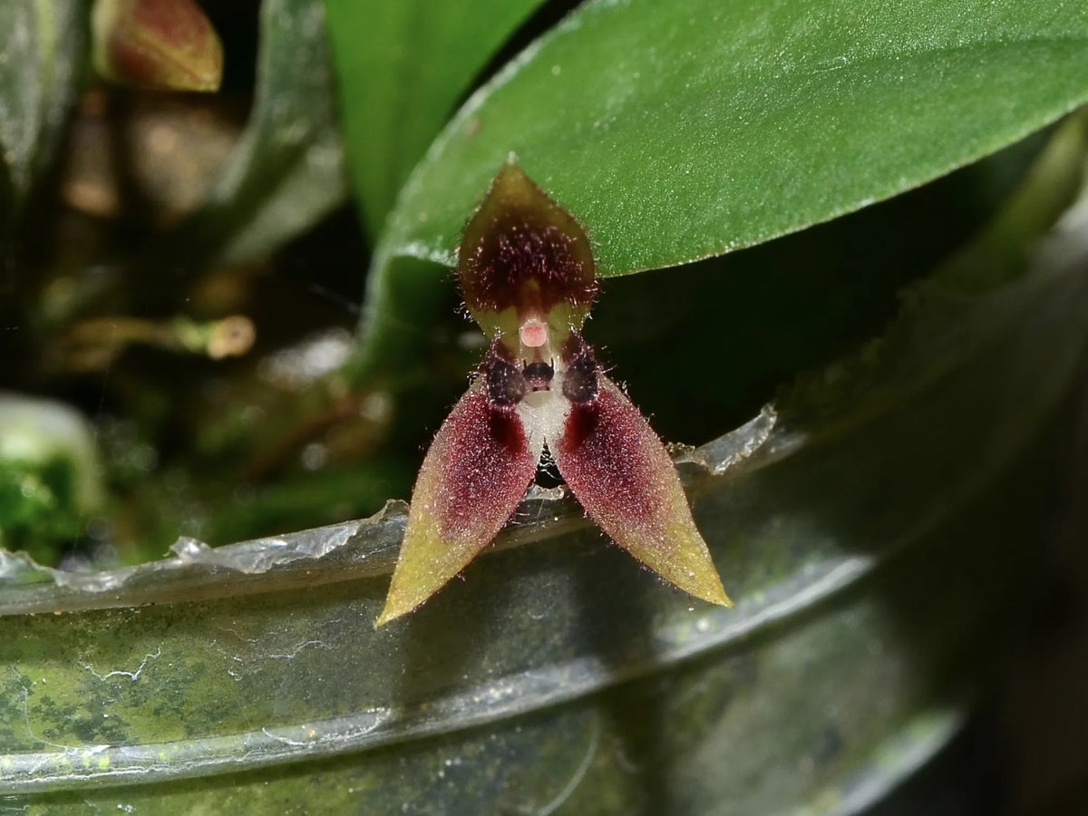 Anathallis rabei — Ecuagenera USA Corp