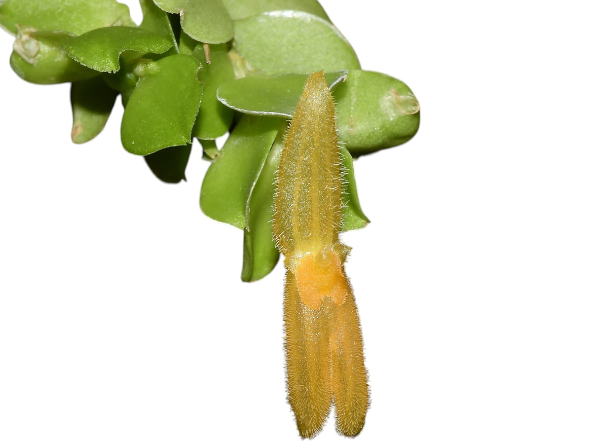 Andinia lappacea orange x yellow — Ecuagenera USA Corp