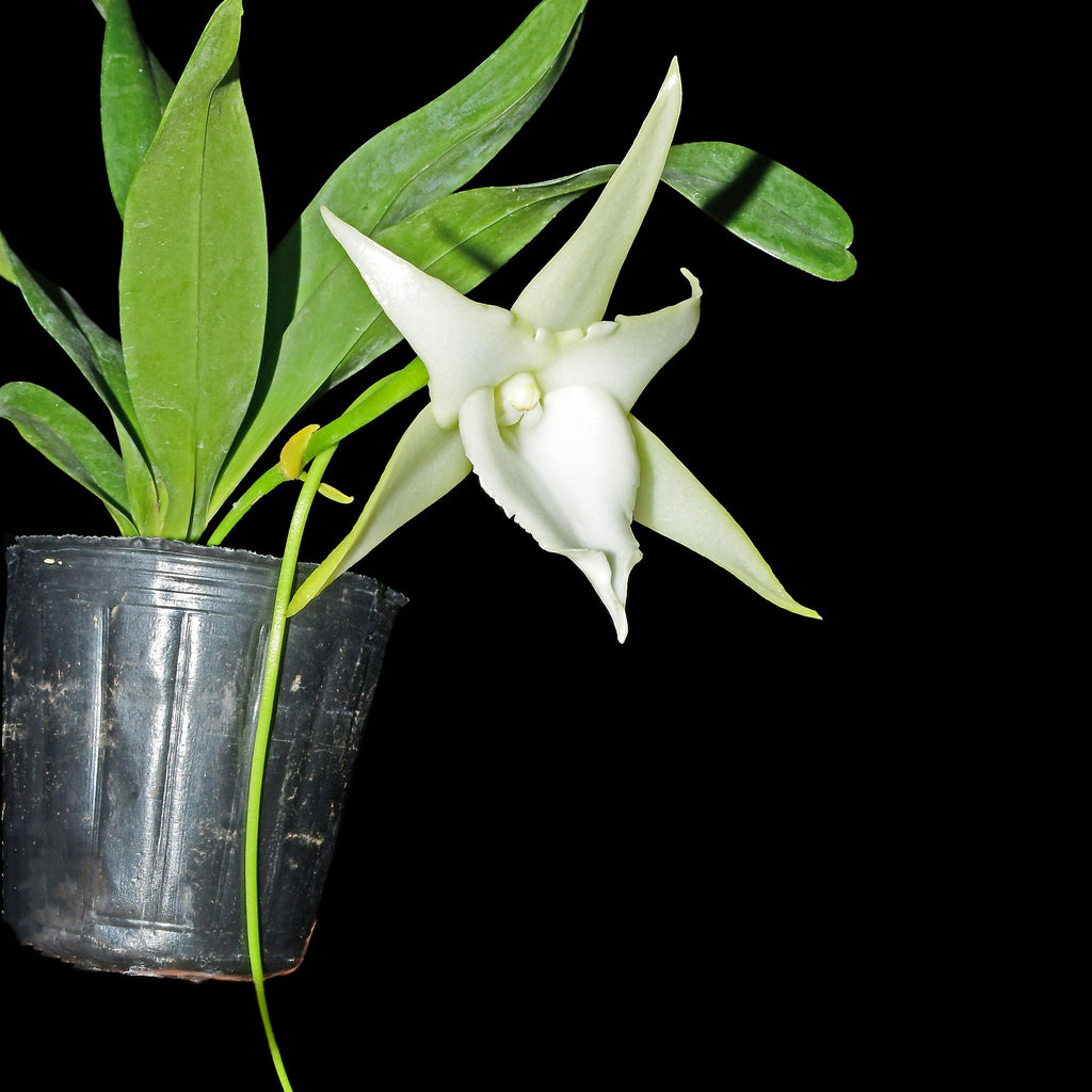 Angraecum — Ecuagenera USA Corp