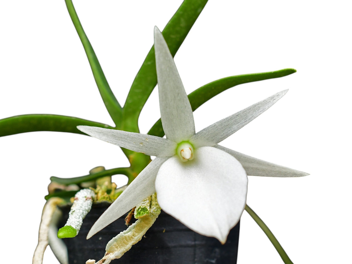 Angraecum Ecuagenera - Miniature Orchid Hybrid | Ecuagenera USA ...