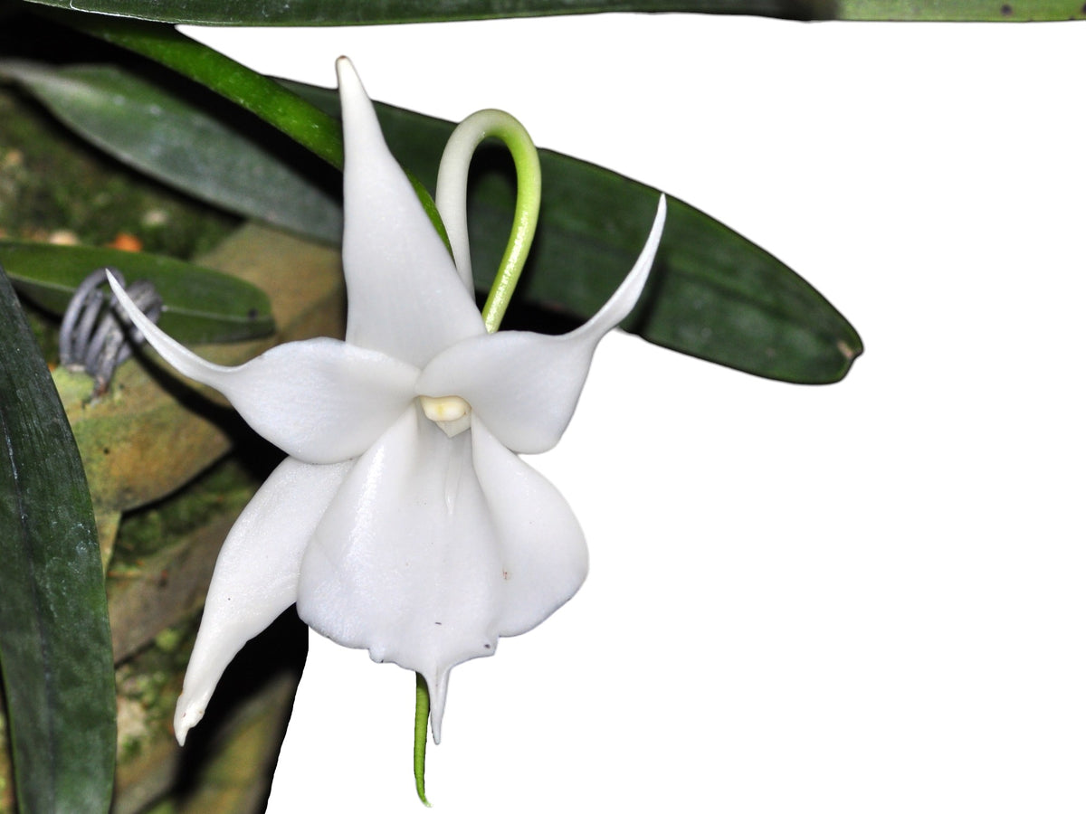 Angraecum Leonis Comoro - Miniature White Orchid Species | Ecuagenera ...