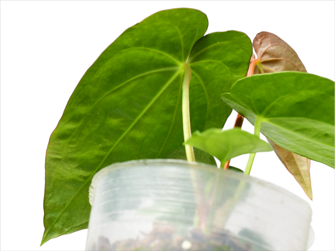 Anthurium Magnificent Dress — Ecuagenera USA Corp