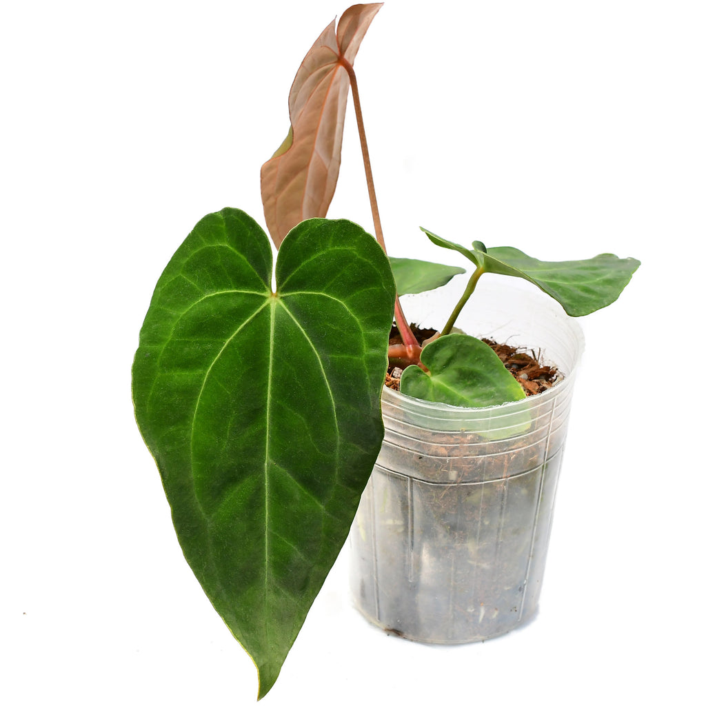 Anthurium — Ecuagenera USA Corp
