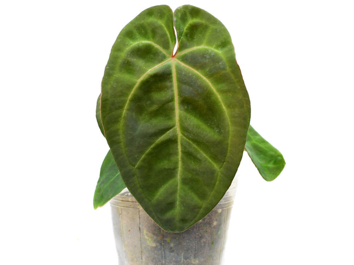 Anthurium Ecuagenera Green Soul Fantasy 'Inverse crossing' — Ecuagenera ...