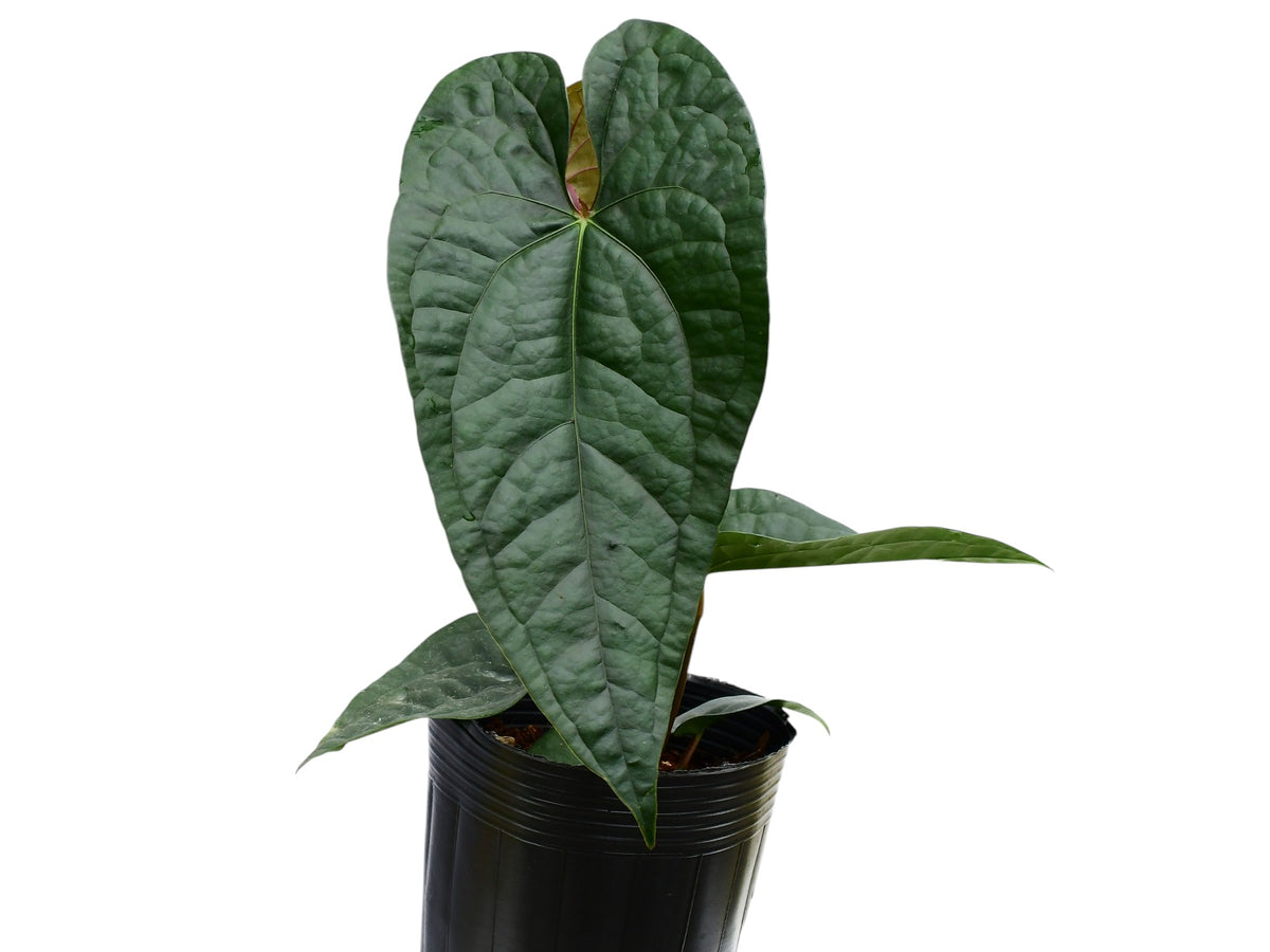 Anthurium Jungle Boy - Magnificum Bright x Luxurians Hybrid ...