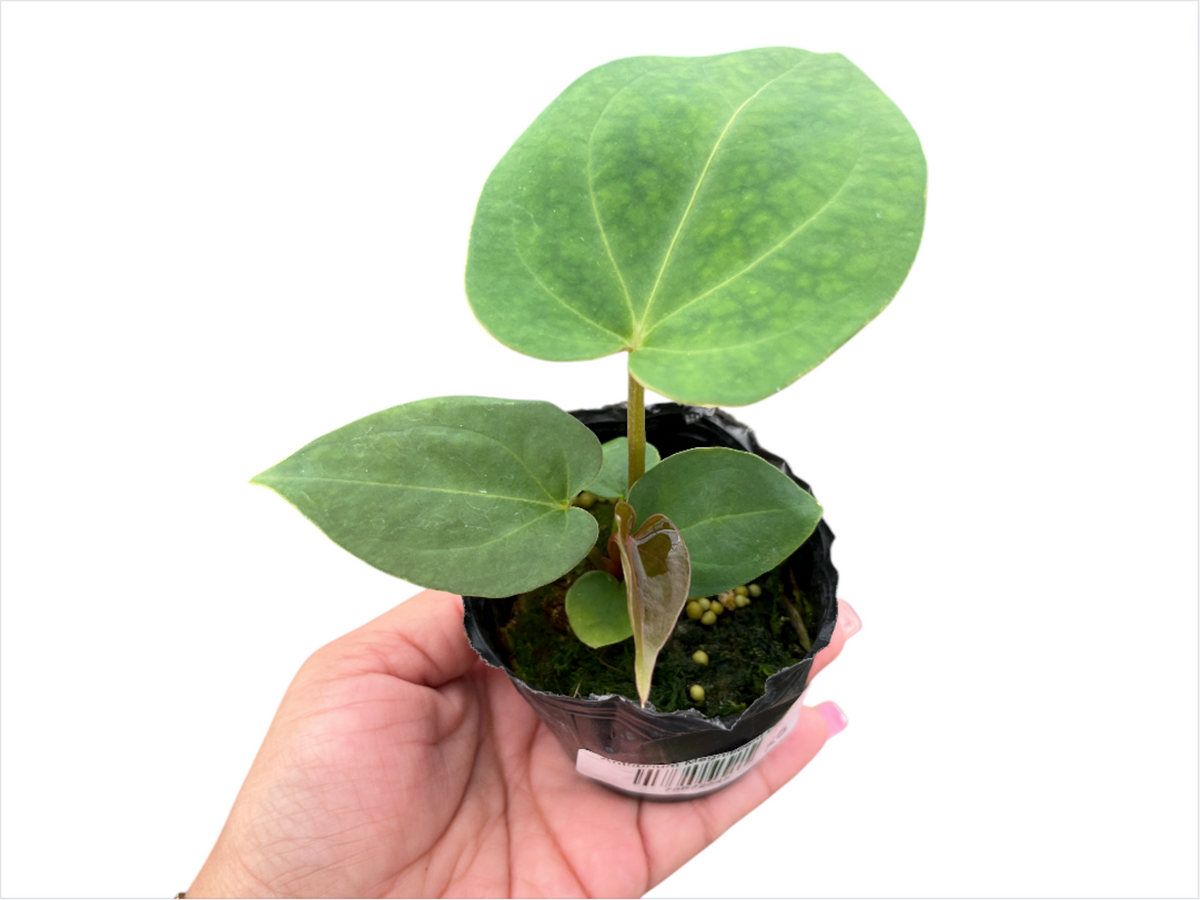 Anthurium Magnificent Dress (XS) — Ecuagenera USA Corp