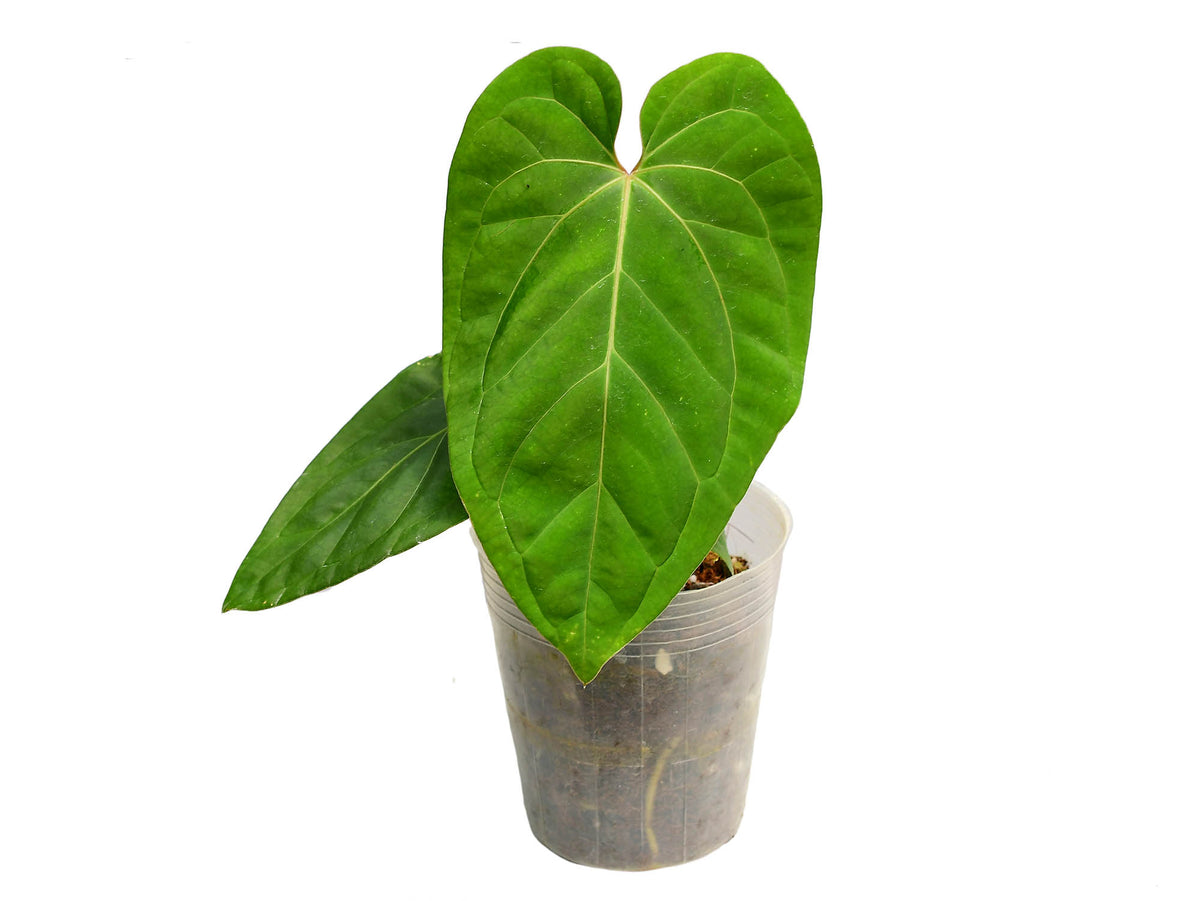 Anthurium Urban Jungle — Ecuagenera USA Corp