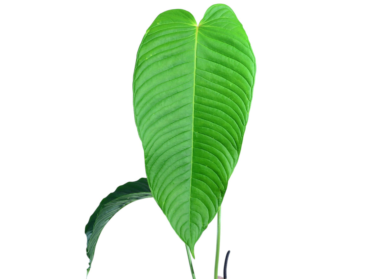 Anthurium lineolatum - Heart-Shaped Ribbed Leaves Tropical Plant ...