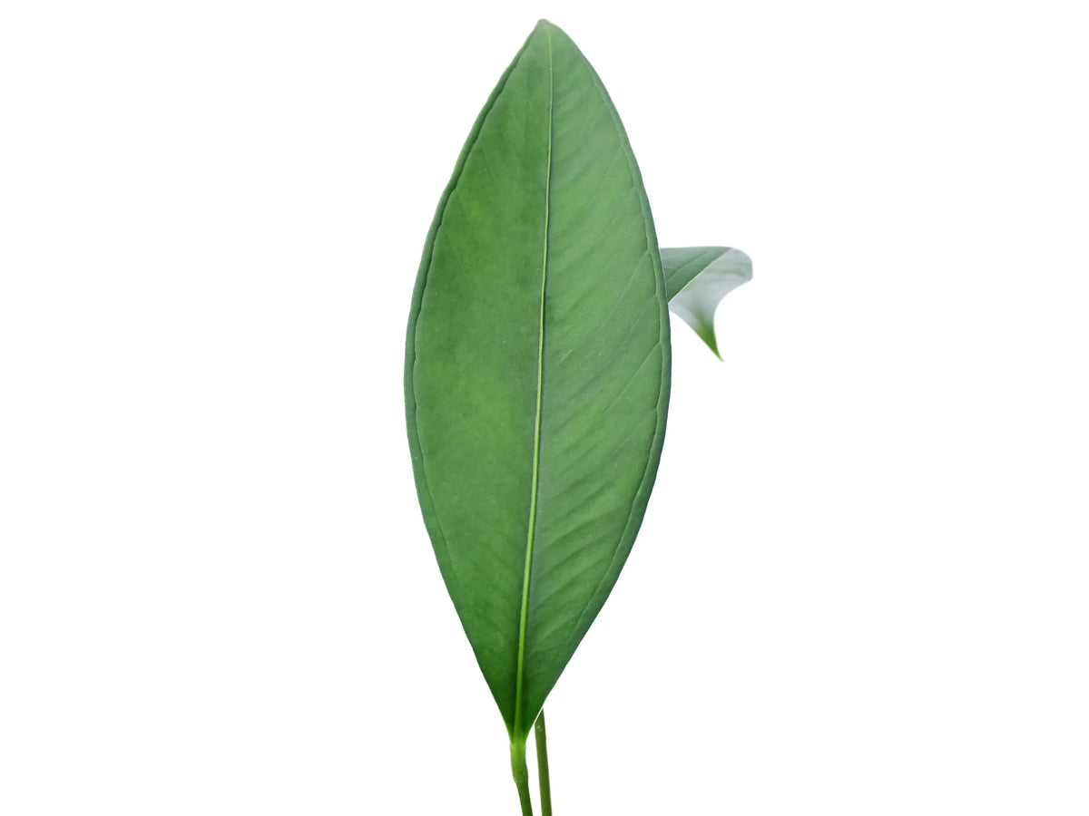Anthurium microphyllum - Elongated Lanceolate Aroid | Ecuagenera USA ...