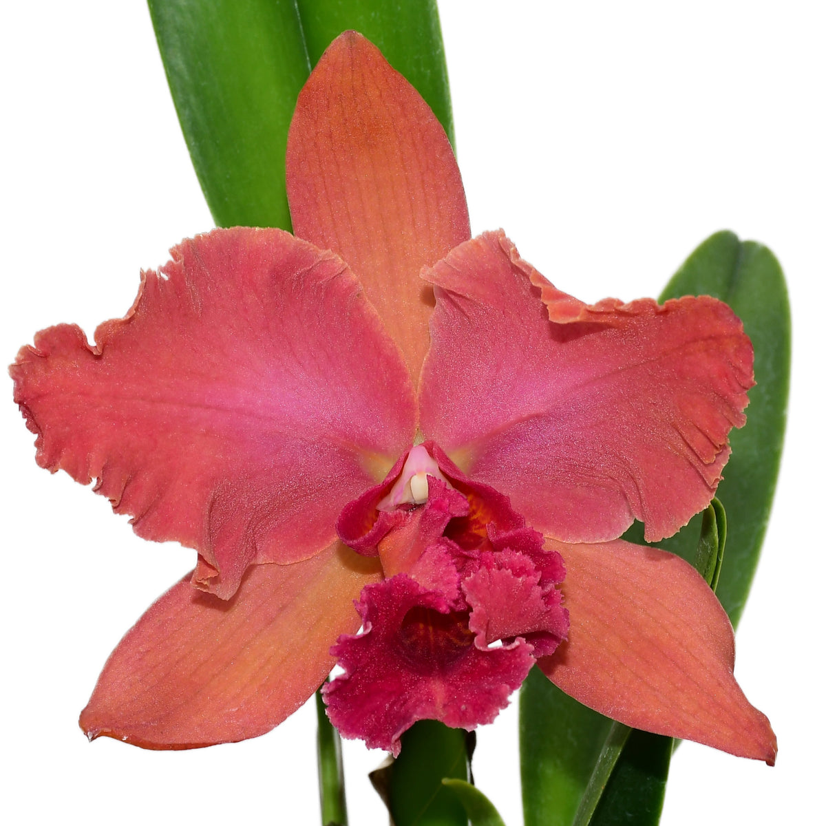 Rhyncholaeliocattleya Bob Crowder x Rlc. Ilha Santa Maria — Ecuagenera USA Corp