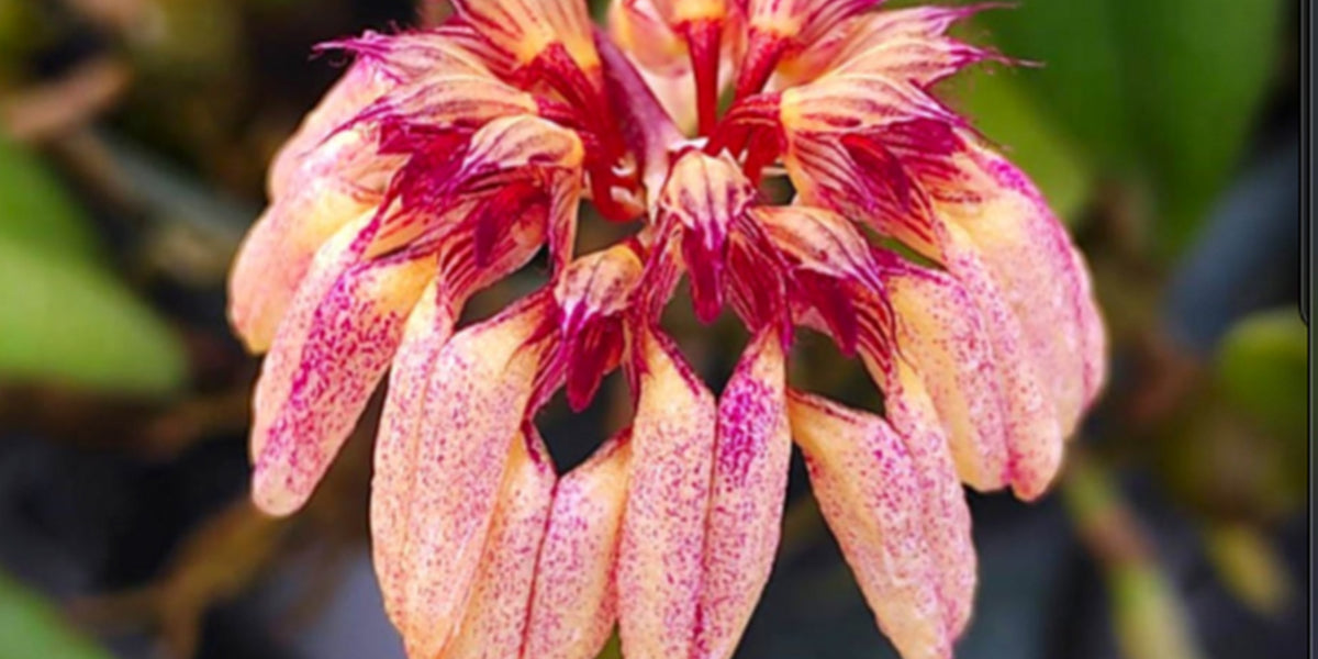 Bulbophyllum roxburghii - Unique Spherical Flower Orchid | Ecuagenera ...