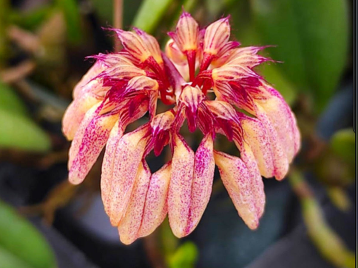 Bulbophyllum roxburghii - Unique Spherical Flower Orchid | Ecuagenera ...