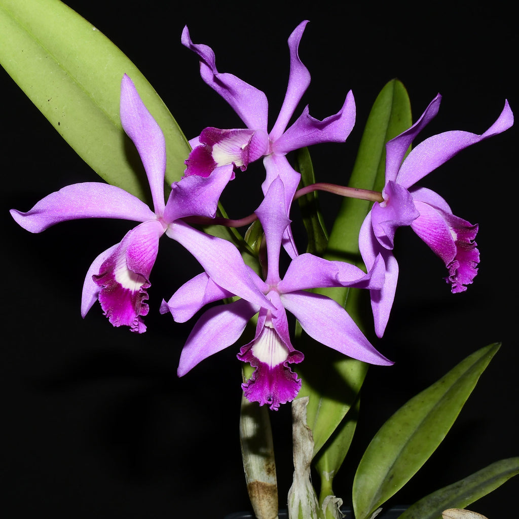 Cattleya — Page 4 — Ecuagenera USA Corp