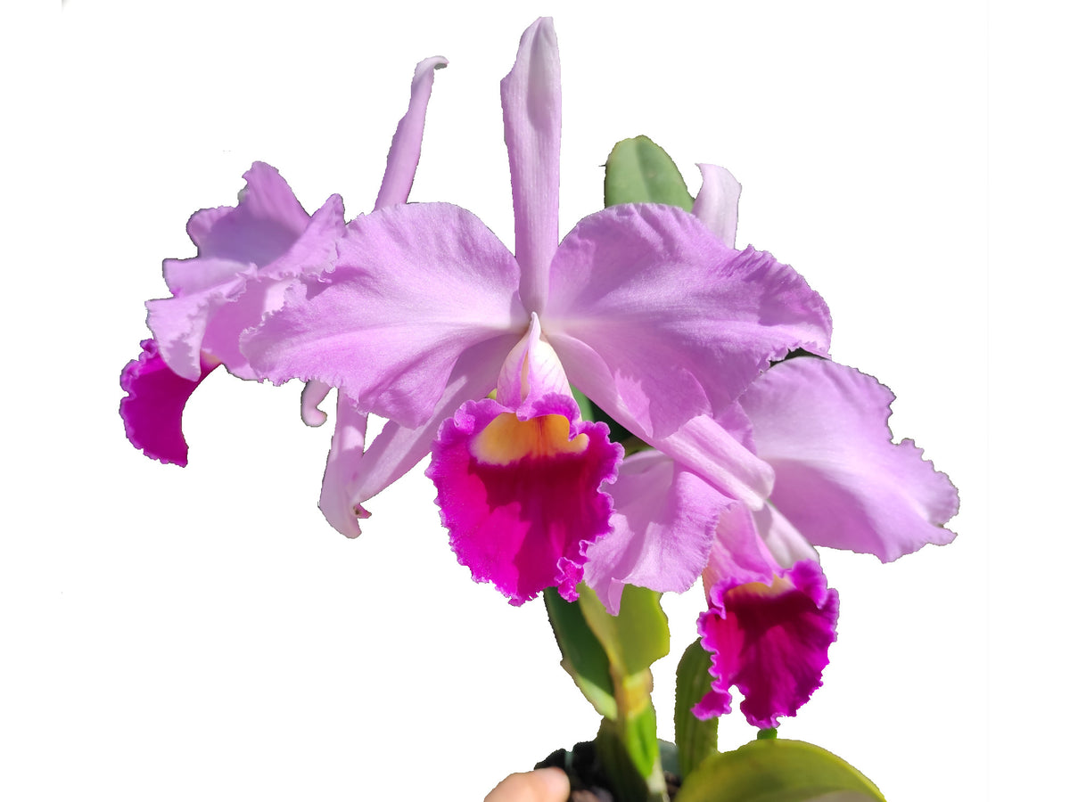 Cattleya C.G. Roebling (1895) - Historic Orchid Hybrid | Victorian Era ...