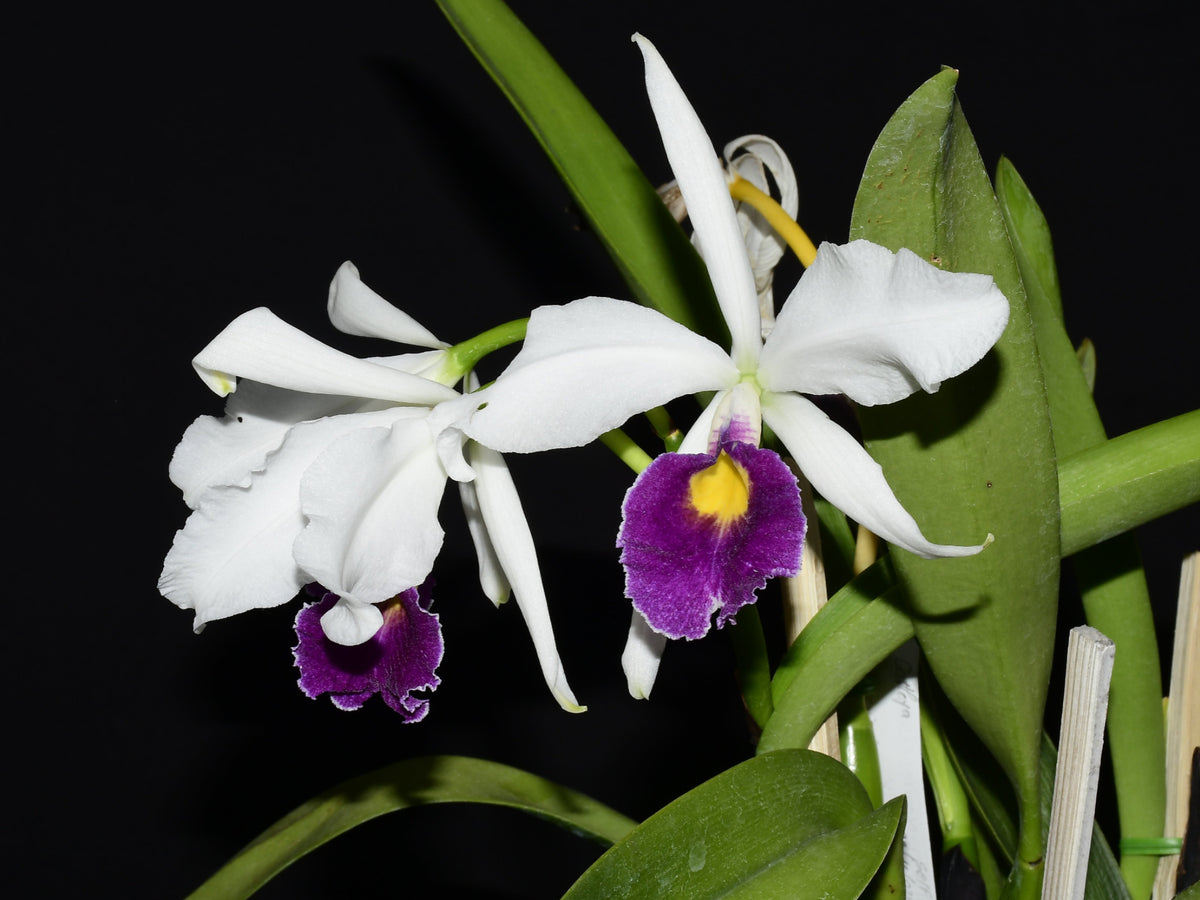 Cattleya Callistoglossa f. semialba coerulea — Ecuagenera USA Corp