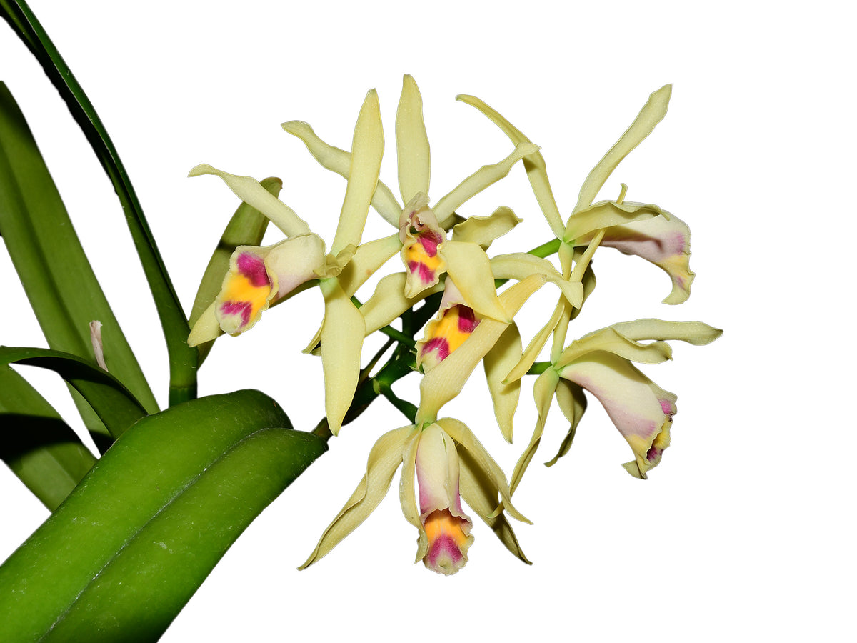 Cattleya My Special Angel - Premium Hybrid Orchid | Ecuagenera USA ...