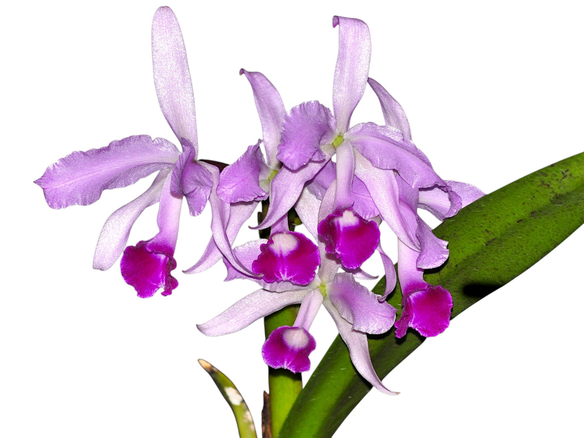 Cattleya lawrenceana - Classic South American Orchid Species ...