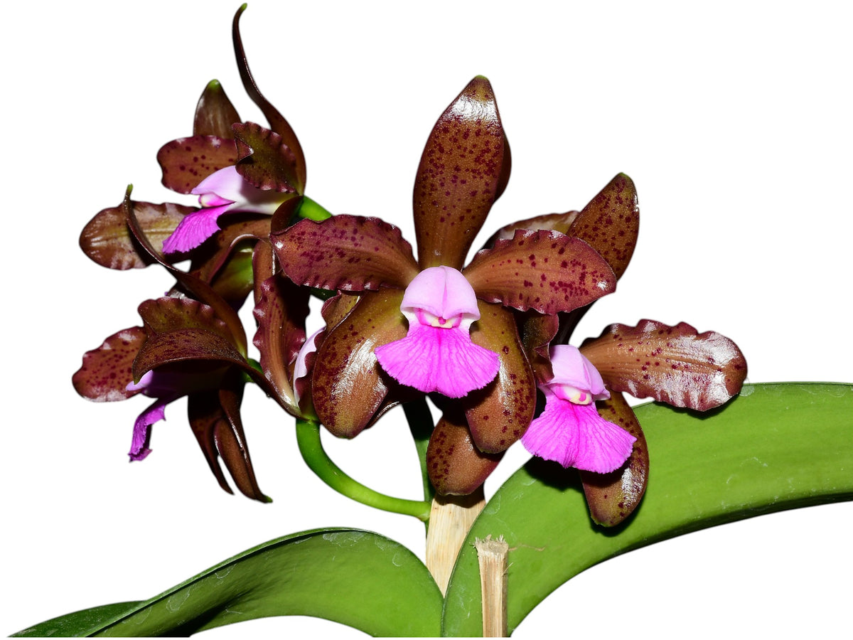 Cattleya tigrina - Brazilian Tiger Orchid with Golden-Yellow Flowers ...