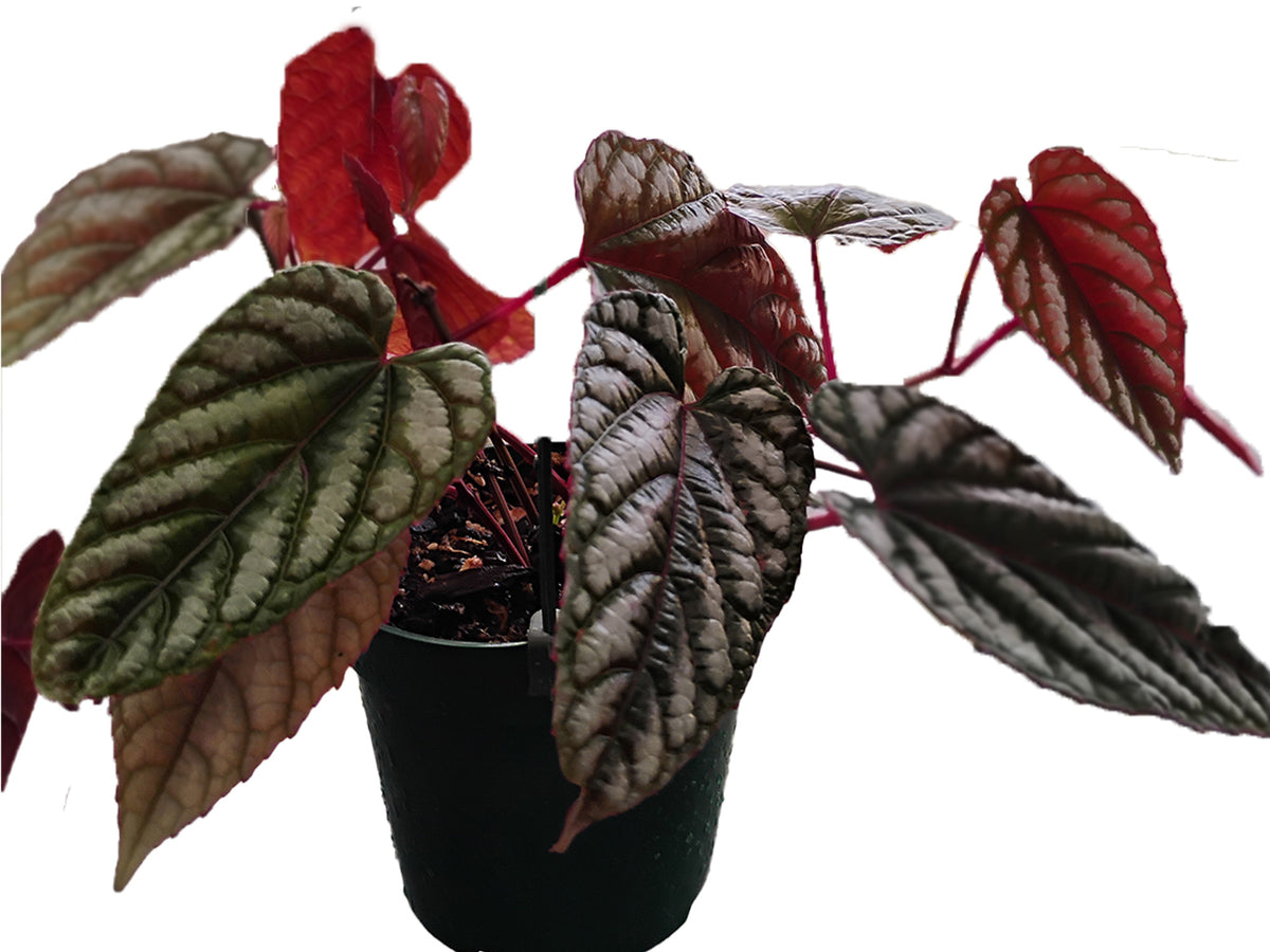 Cissus discolor - Rex Begonia Vine with Striking Foliage — Ecuagenera ...