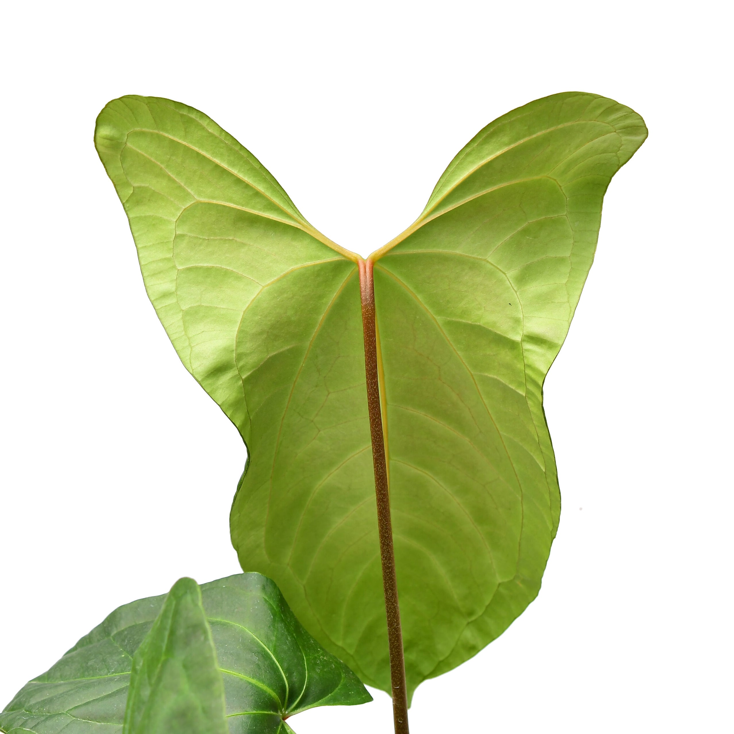 Anthurium Jungle Dreams — Ecuagenera USA Corp