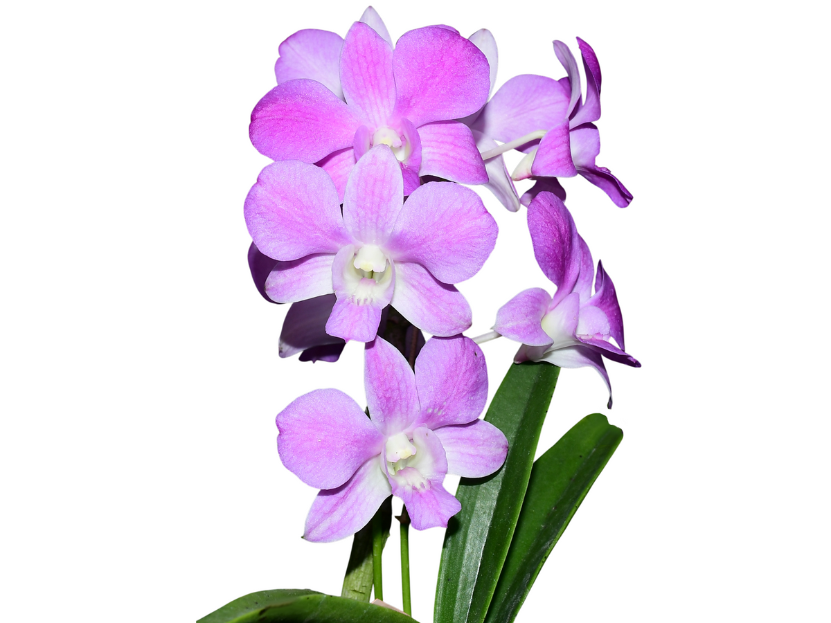 Dendrobium Emma Queen - Pink Purple Upright Orchid Hybrid — Ecuagenera ...