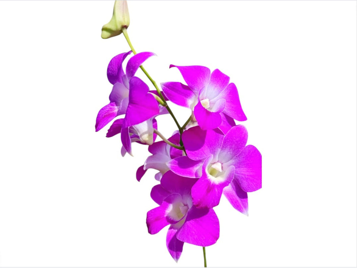 Dendrobium Princess Amy - Elegant Royal Orchid Hybrid | Ecuagenera USA ...