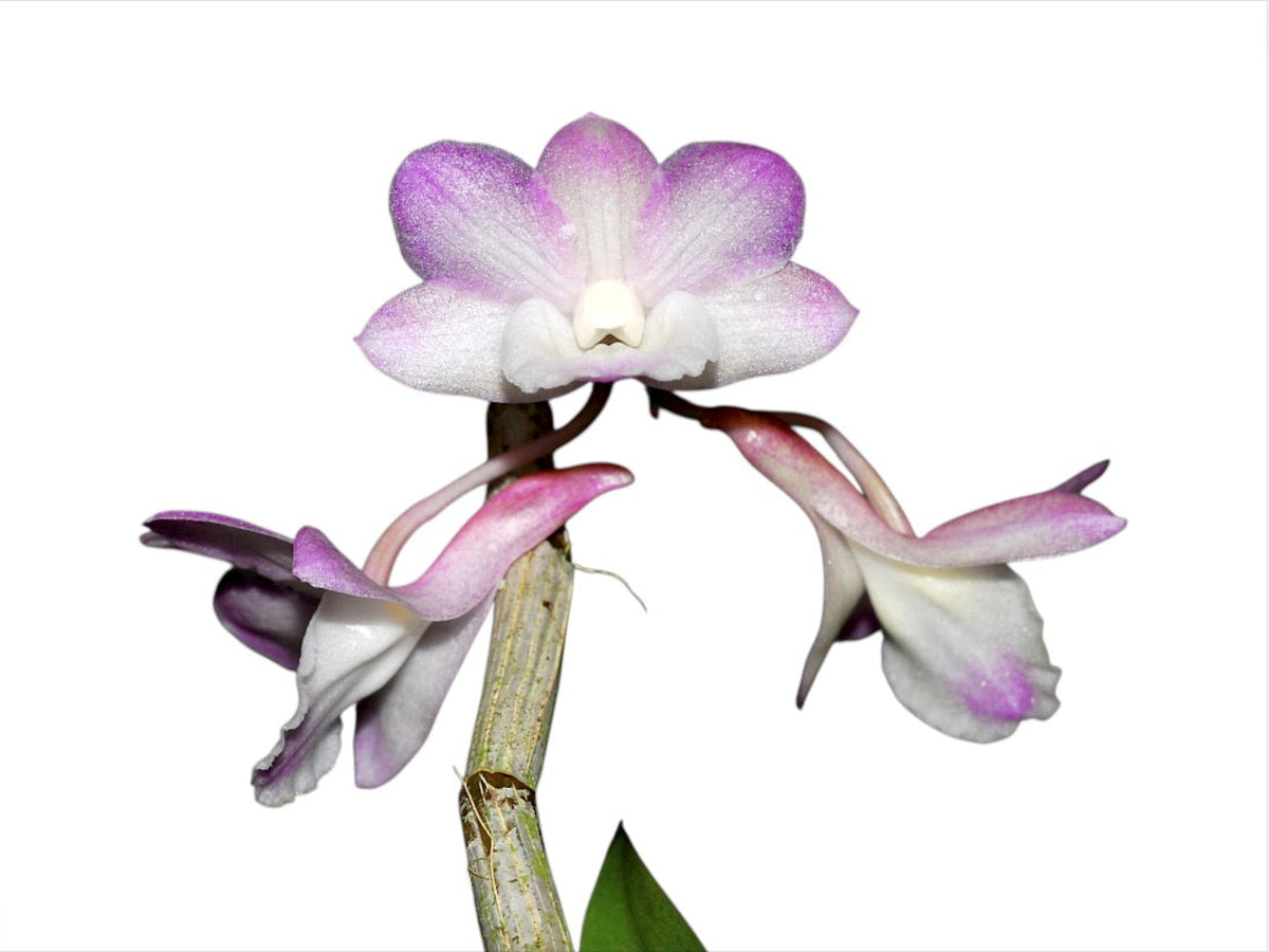 Dendrobium cumulatum - Golden Cluster Orchid | Ecuagenera USA ...