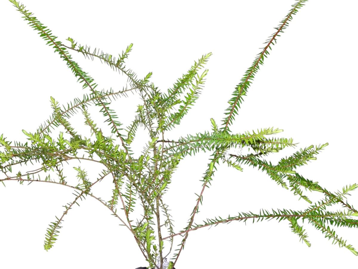 Disterigma agathosmoides — Ecuagenera USA Corp