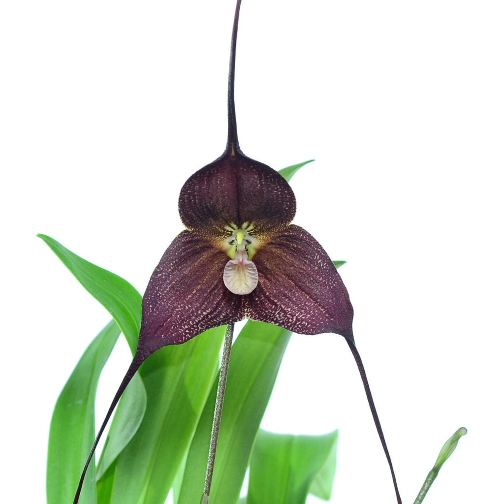 Dracula — Ecuagenera USA Corp