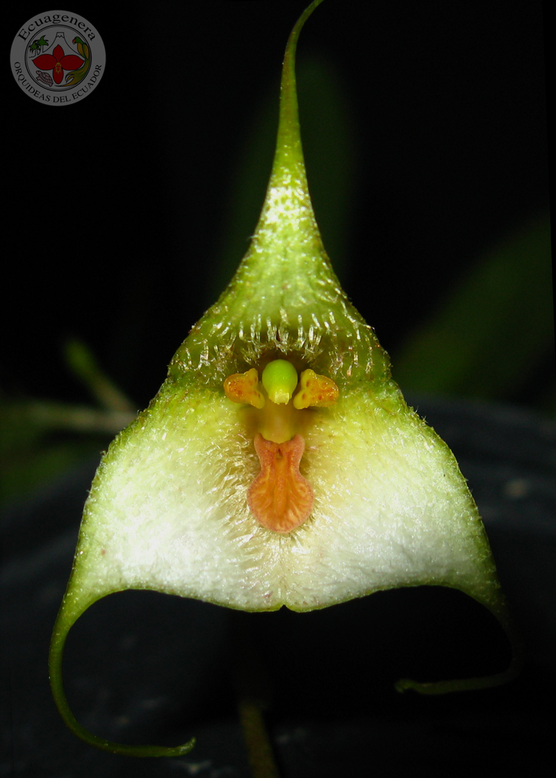 Dracula deltoidea — Ecuagenera USA Corp