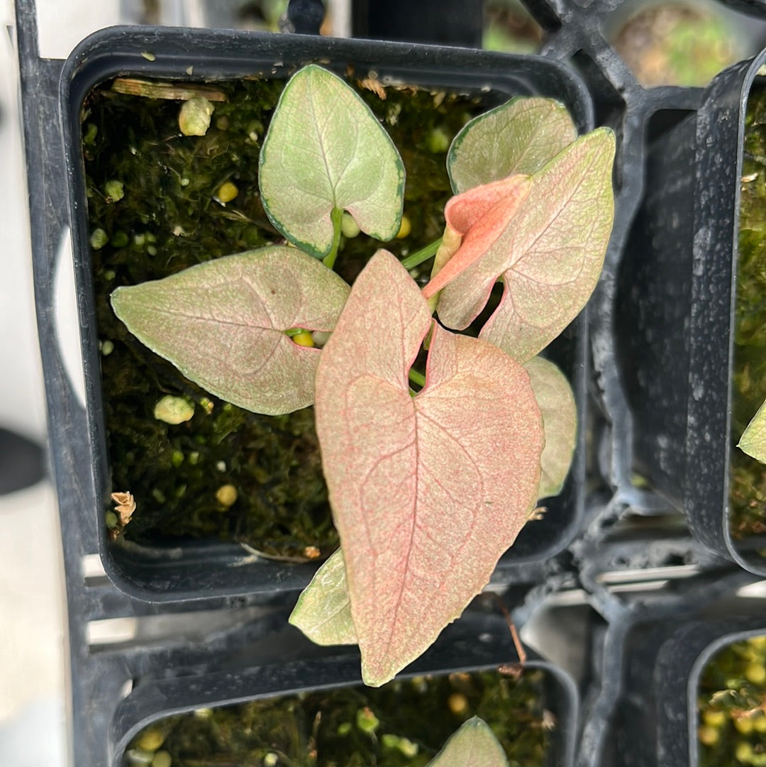 Syngonium podophyllum 'Neon Robusta' — Ecuagenera USA Corp