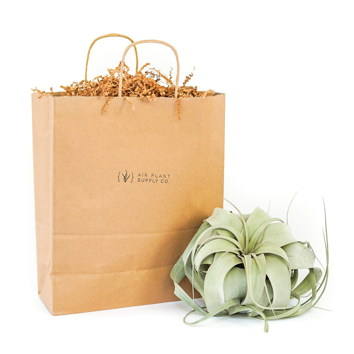 Gift Wrapped Tillandsia Xerographica — Ecuagenera USA Corp