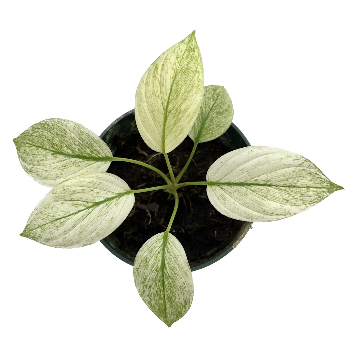 Homalomena rubescens mint — Ecuagenera USA Corp