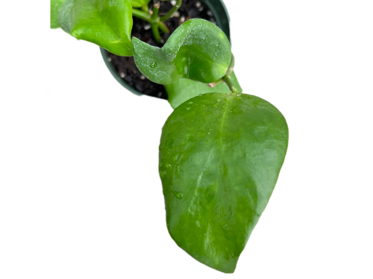 Hoya anulata - Fragrant Star-Flowered Succulent Vine — Ecuagenera USA Corp