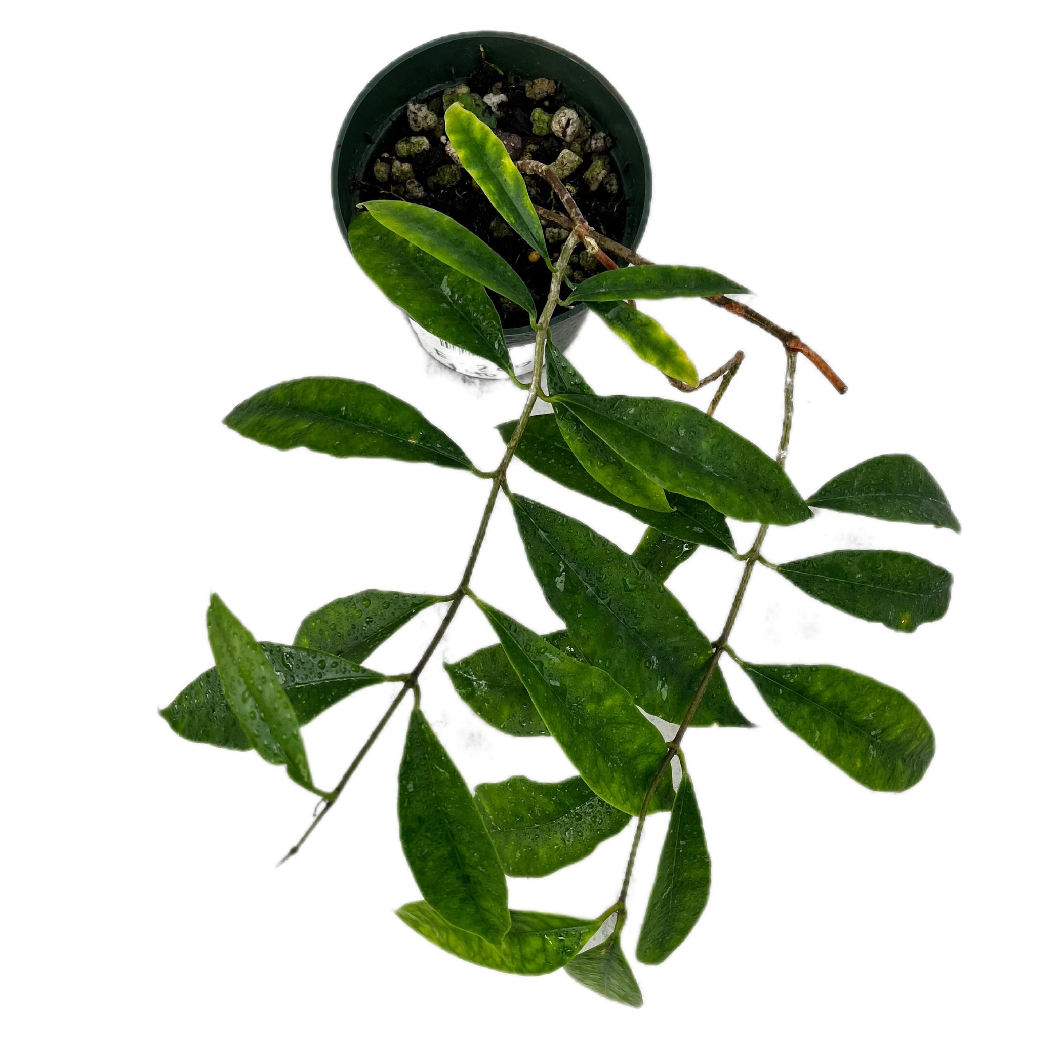 Hoya mappigera pink — Ecuagenera USA Corp