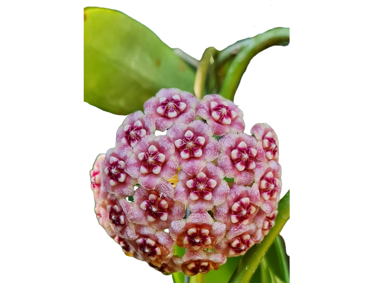 Hoya meliflua - Succulent-Like Hoya | Fragrant Star Flowers ...